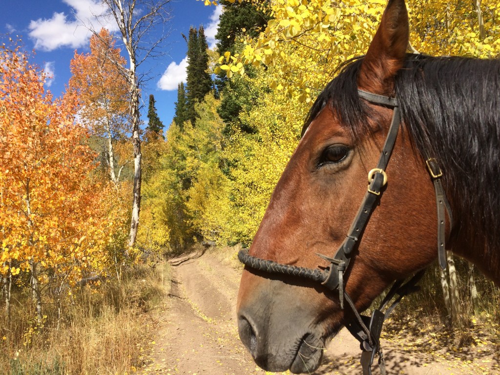Top 5 Must-Ride Nevada Horse Trails This Fall